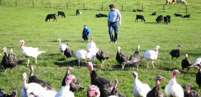 Ashford Farm Turkeys – Fresh Free Range Quality Turkeys, Geese, Beef ...