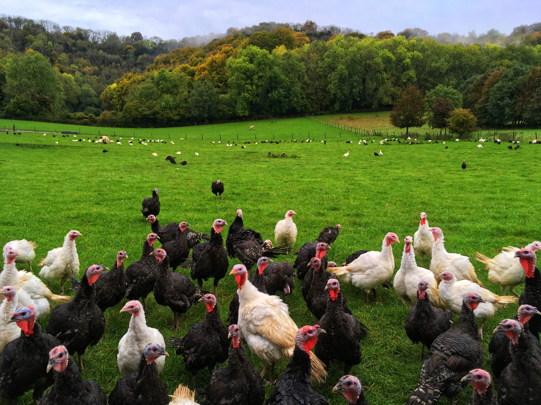 Turkey – Ashford Farm Turkeys